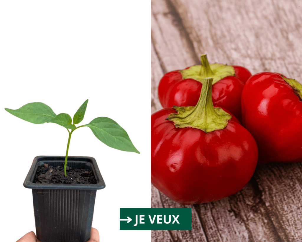 PLANT PIMENT RED CHERRY - Les Jardins de Nini